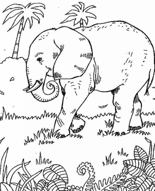 Free & Easy To Print Elephant Coloring Pages - Tulamama