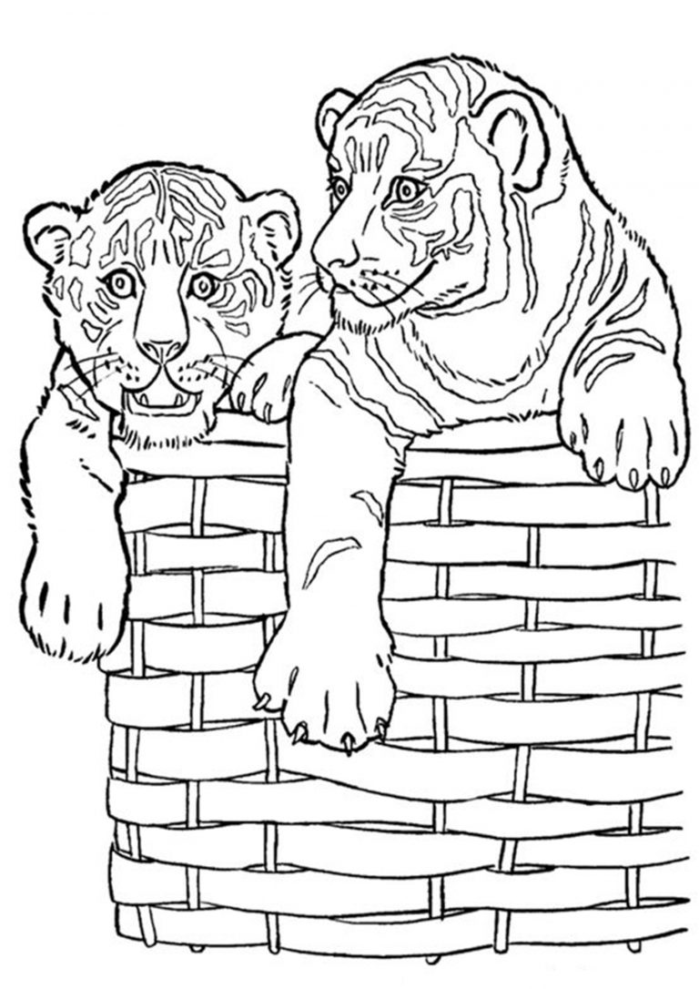 Free & Easy To Print Tiger Coloring Pages - Tulamama