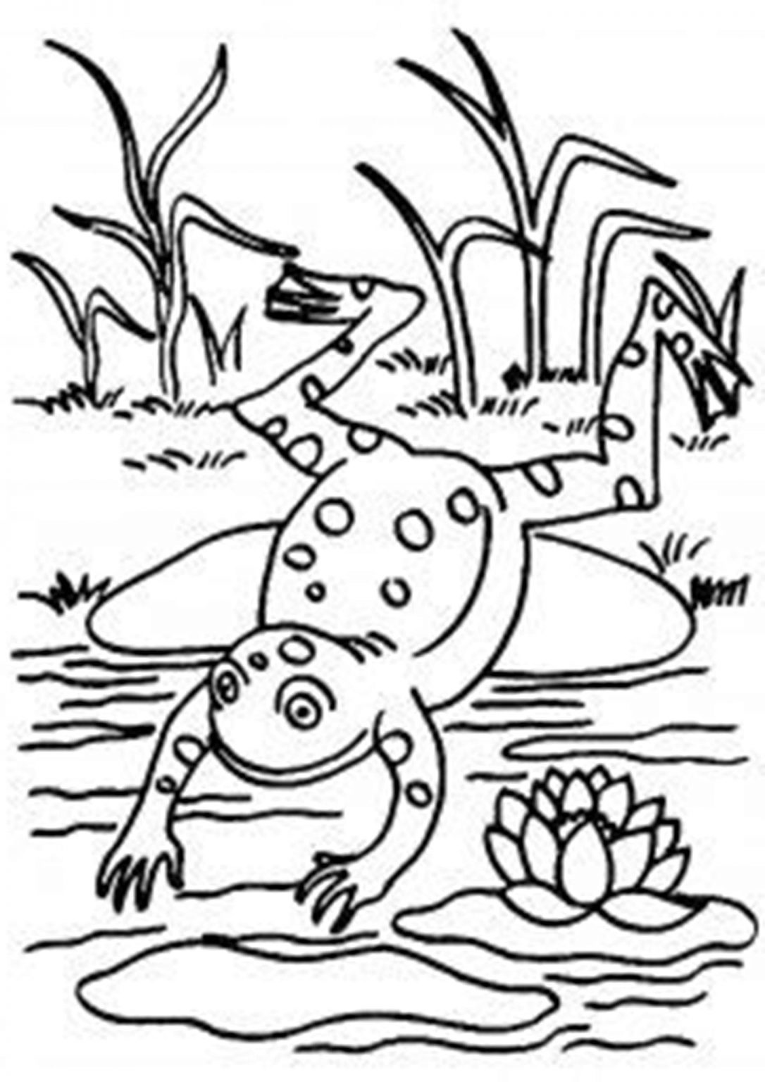 Free & Easy To Print Frog Coloring Pages - Tulamama