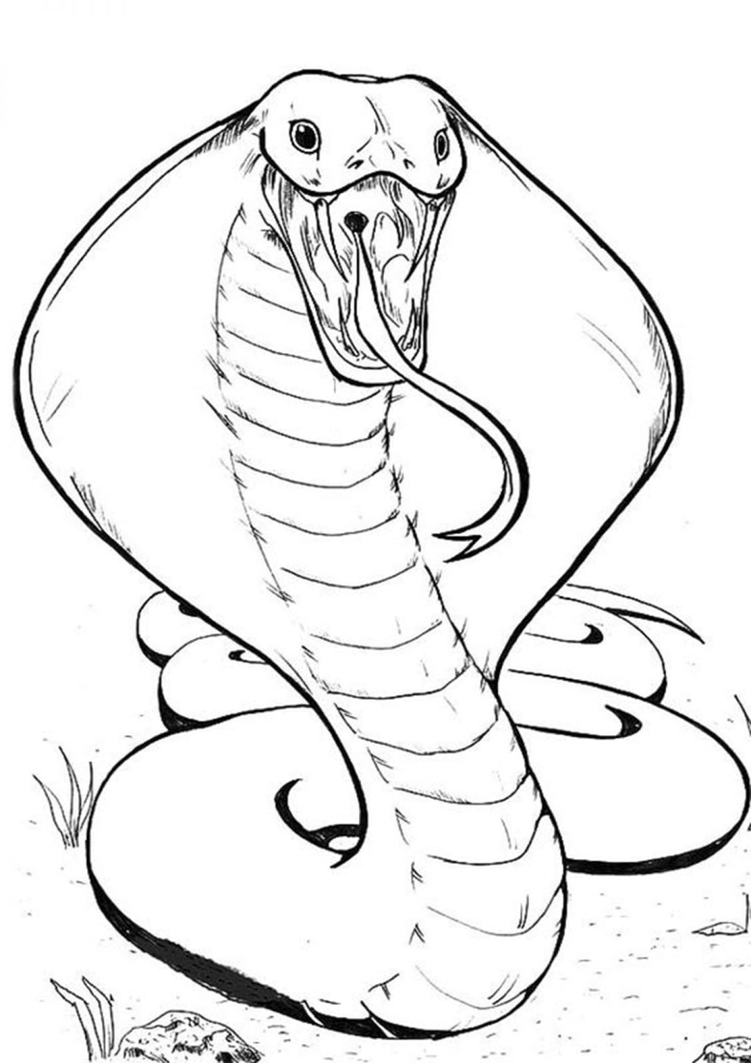 Free & Easy To Print Snake Coloring Pages - Tulamama