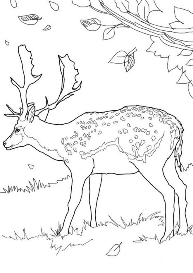 Free & Easy To Print Deer Coloring Pages - Tulamama