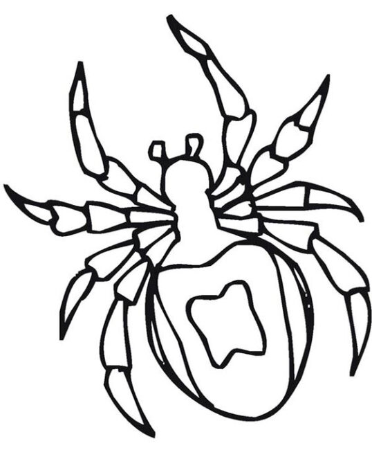 Free & Easy To Print Spider Coloring Pages - Tulamama