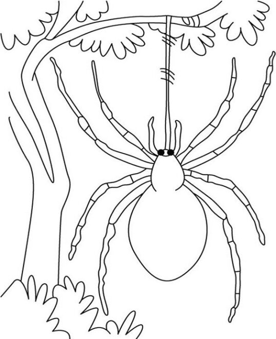 Free & Easy To Print Spider Coloring Pages - Tulamama