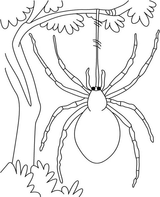 Free & Easy To Print Spider Coloring Pages - Tulamama