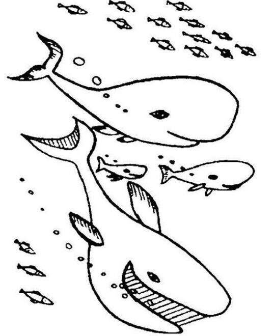 Free & Easy To Print Whale Coloring Pages - Tulamama