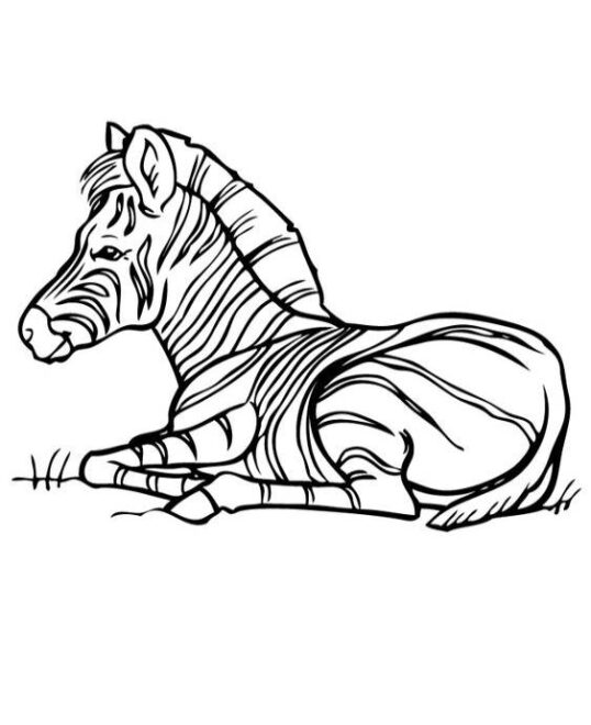 Free & Easy To Print Zebra Coloring Pages - Tulamama