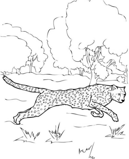 Free & Easy To Print Cheetah Coloring Pages - Tulamama