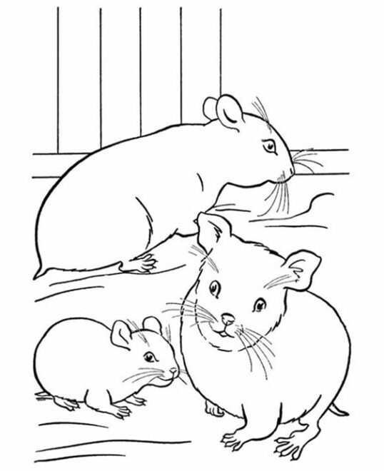 Free & Easy To Print Hamster Coloring Pages - Tulamama