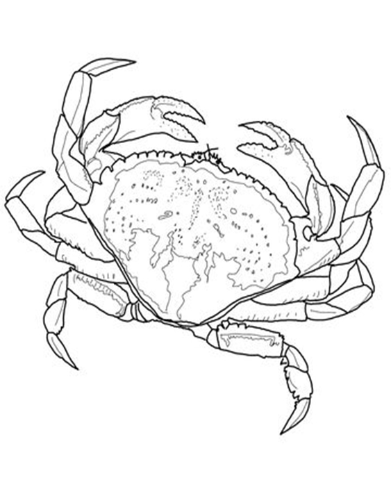 Free & Easy To Print Crab Coloring Pages - Tulamama