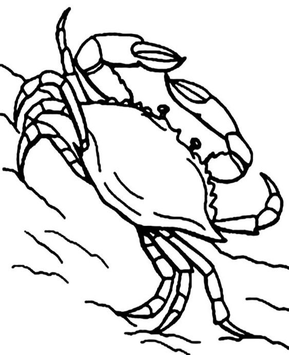 Free & Easy To Print Crab Coloring Pages - Tulamama