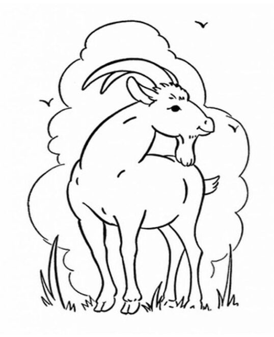 Free & Easy To Print Goat Coloring Pages - Tulamama