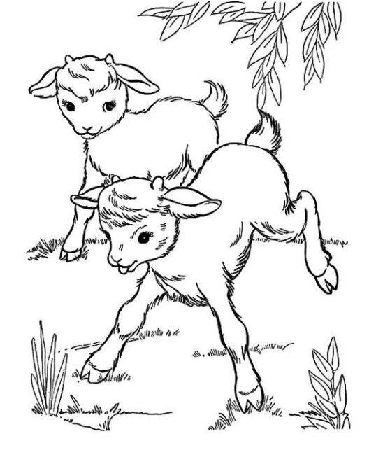 Free & Easy To Print Goat Coloring Pages - Tulamama